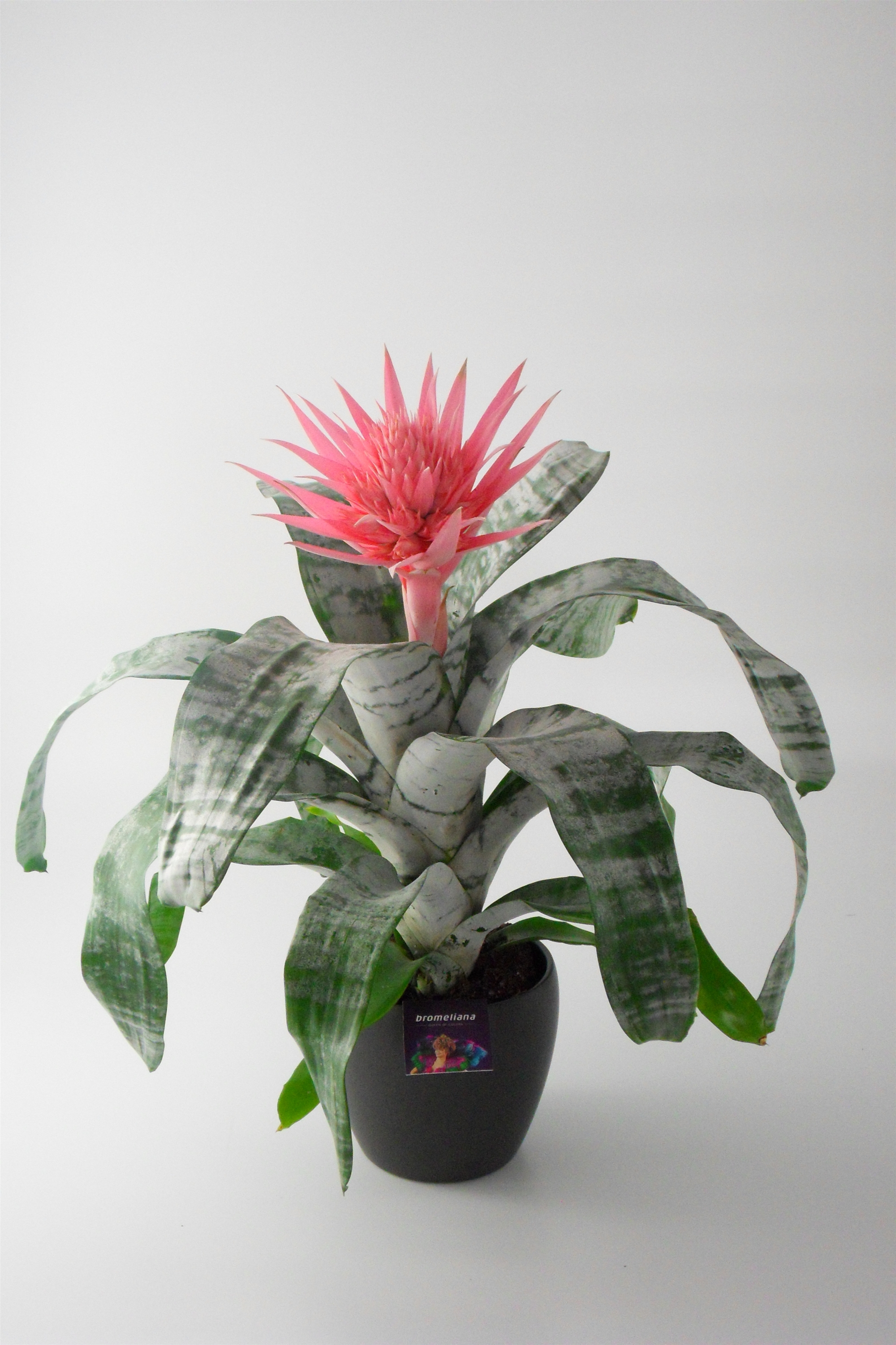 Aechmea Primera - Meewisse