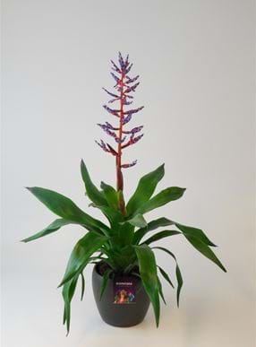 Aechmea Blue Rain - Meewisse